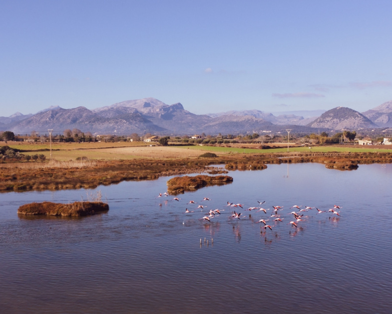Birdwatching in Alcudia, Mallorca | Zafiro Hotels